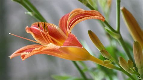 Bunga Bakung Lily Jeruk Foto Gratis Di Pixabay Pixabay