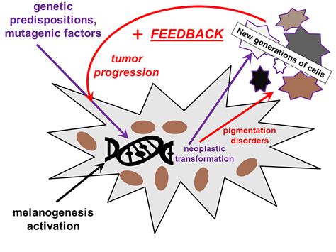 Frontiers Melanoma Melanin And Melanogenesis The Yin And Yang