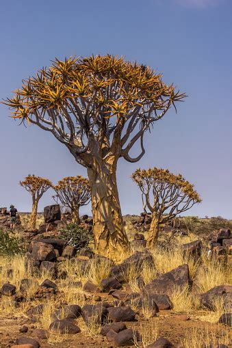 Quiver Trees Growing Among Dolerite Boulder In The Dry Grasslands Just