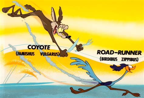 Road Runner Coyote
