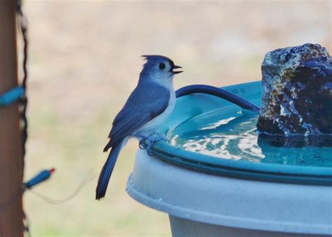 Blue Titmouse Drinking Water