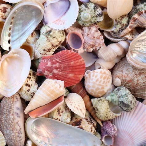 Large Assorted Seashell Mix 1 Kg Peek A Blue
