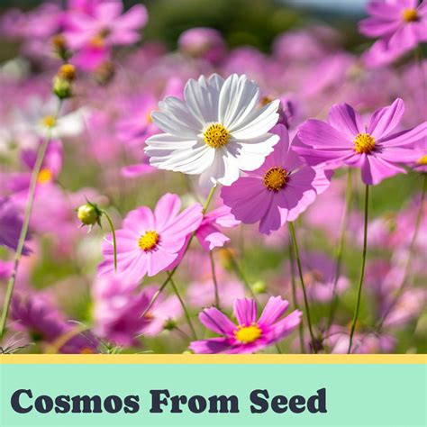 How To Grow Cosmos From Seed Patient Gardener