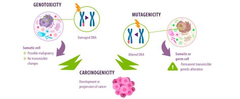 Dr Serkan Yilmaz Exploring Mycotoxin Associated Genotoxicity