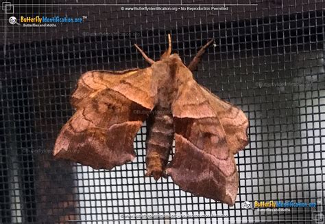 Walnut Sphinx Moth