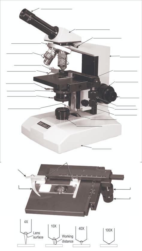 Microscope Diagram Diagram Quizlet Microscope Diagram Diagram Quizlet