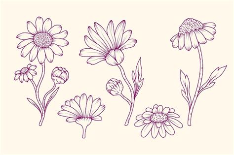 Imágenes De Flores Margarita Dibujo Descarga Gratuita En Freepik