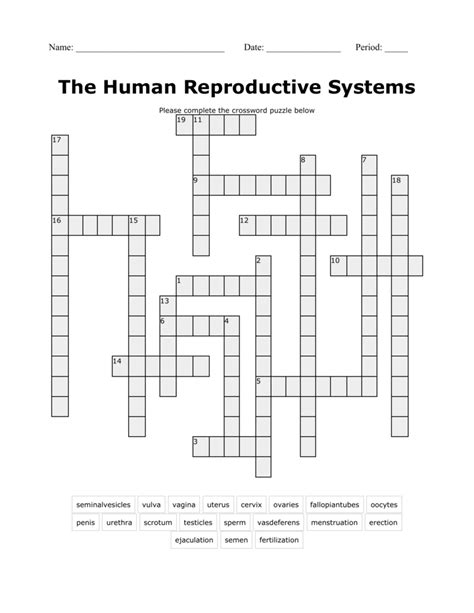 Reproductive System Crossword Puzzle Answer Key