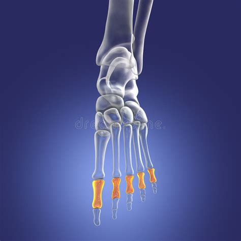 Phalanges Proximales Du Pied 3d Illustration Illustration Stock