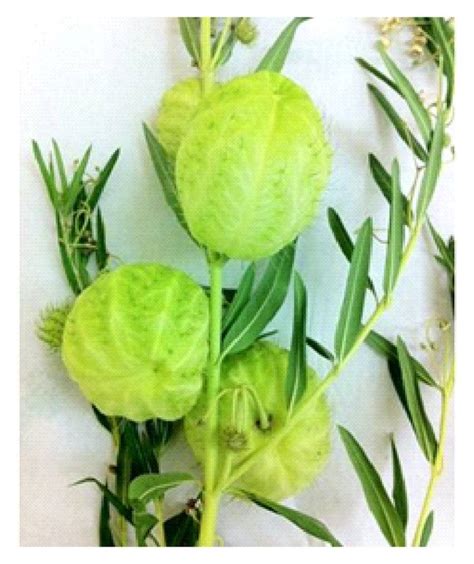 Specimen Of Asclepias Physocarpa Brought By The Patient Download