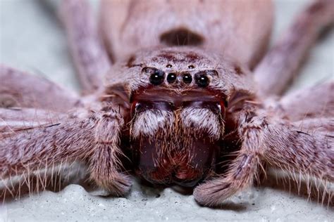 Worlds Largest Venomous Spider Found In Hull After Sneaking Into