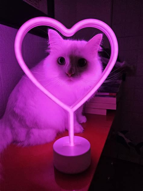 Was Trying To Get A Glamour Shot R Supermodelcats