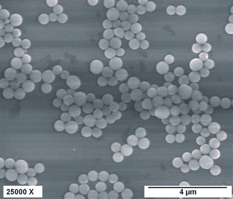 Sem Image Of Functionalized Silica Nanoparticles Download Scientific