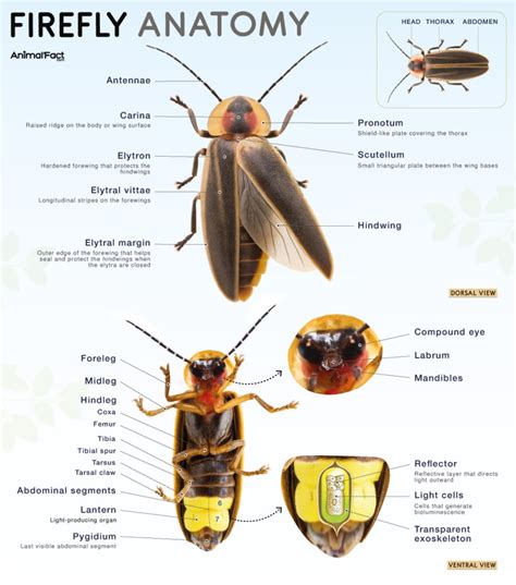 Chitons Examples Anatomy Characteristics Diet And Pictures