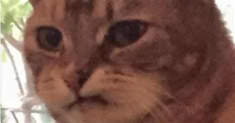 Judgmental Cat Album On Imgur