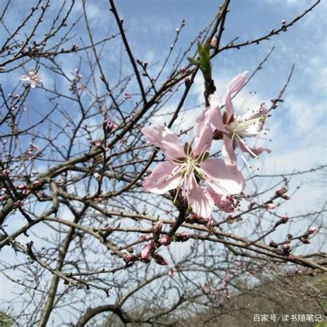 鬼王雷龙怎么训练咬缸