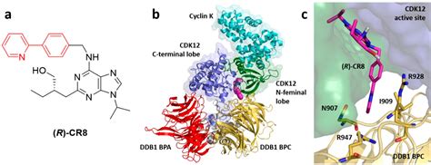 The Molecular Glue Degrader Landscape In 2022 40 Off