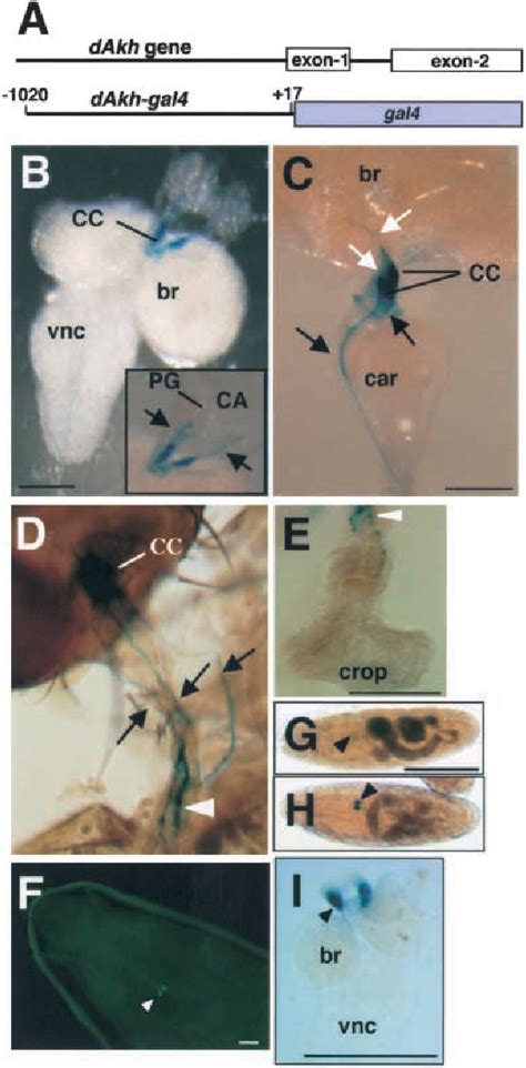 Figure 2 From Hemolymph Sugar Homeostasis And Starvation Induced