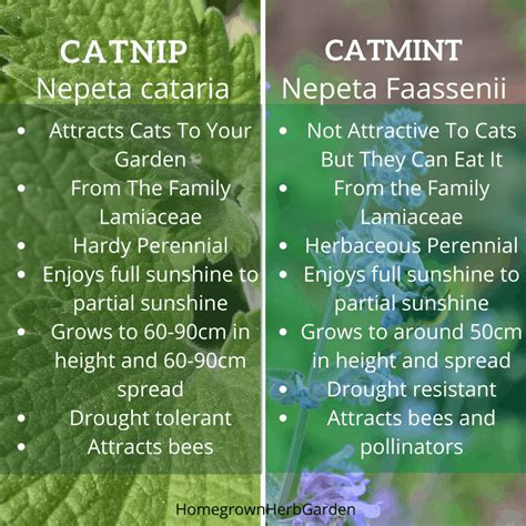 Catnip Vs Catmint Important Differences And Uses Homegrown Herb Garden