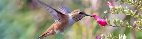 What Animals Hibernate And What Happens During Hibernation