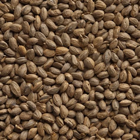 Identifying Different Types Of Sunflower Seeds