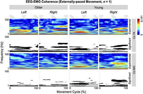 Cyclical Corticomuscular Coherence Of Representative Older And Young Download Scientific
