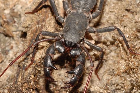 The Spooky Bug Brigade Whip Scorpions Ufifas Extension Sarasota County