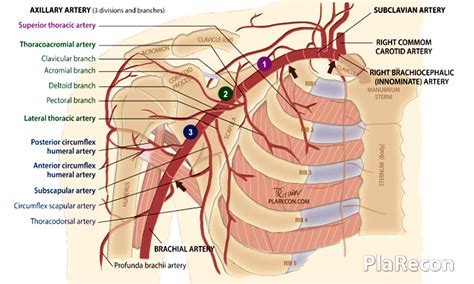 Axillary Artery