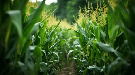 Field Of Corn With A Stalk In The Background Corn Hd Photography Photo Plant Background Image