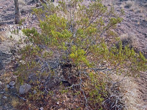 Mojave Desert Large Shrubs And Vines