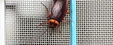 The Dangers That Cockroaches Pose To Your Syracuse Home Pestmaster