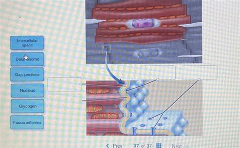 Solved Intercellular Space Desmosome Gap Junctions Nucleus