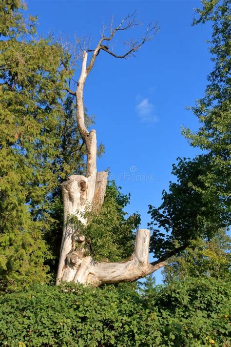 Stripped Tree Remnants In Forest Stock Image Image Of Stripping Tree