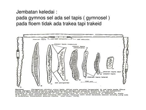 Ppt Jaringan Floem Powerpoint Presentation Free Download Id4731985