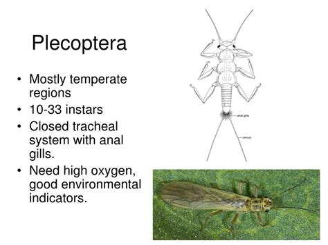 Ppt Aquatic Insects Powerpoint Presentation Free Download Id1308902