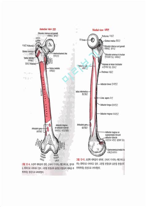 의학약학 해부생리 The Hip Joint 고관절 에 관해의약보건레포트