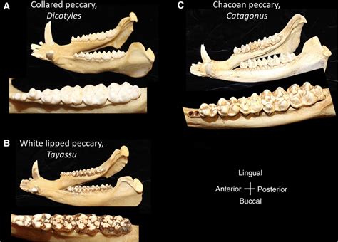 Omnivore Teeth Structure