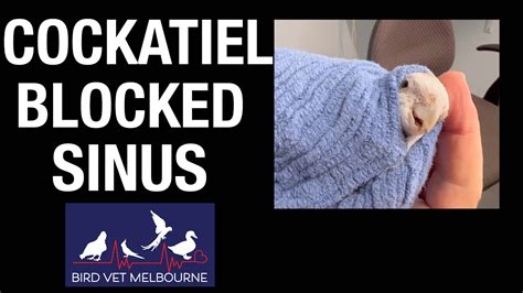 Cockatiel With Blocked Sinus Comes For A Checkup At Bird Vet Melbourne