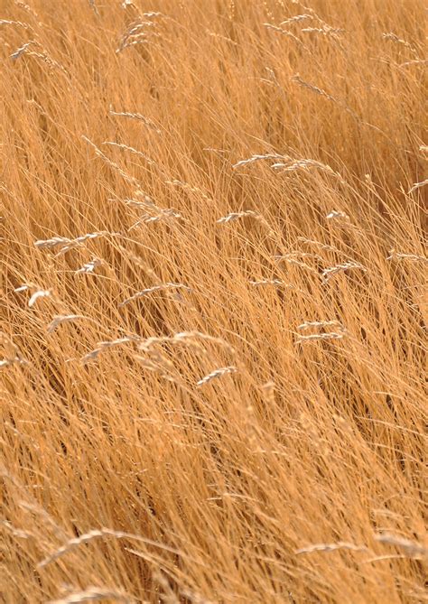 Western Wheatgrass Native American Seed