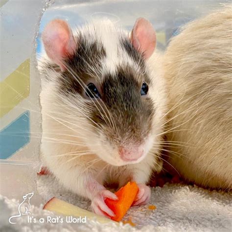 Rat Teeth What You Need To Know Lafeber Co Small Mammals