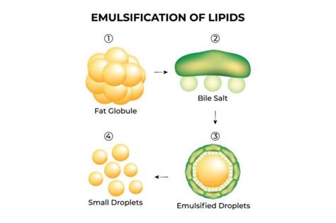 Emulsification Of Lipids Science Design Graphic By Hamjaiu Creative Fabrica