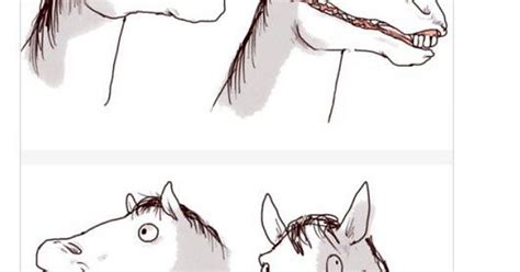 Inherit Understanding Of Carnivores And Herbivores Album On Imgur