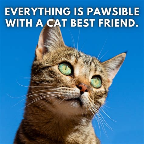 250 Cat Quotes And Caption Ideas For Instagram Hubpages