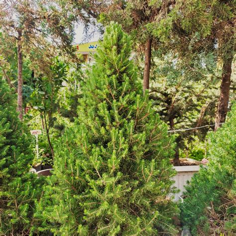 خرید کاج کونیکا نهالستان وحیدافشار