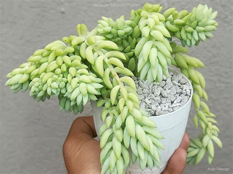 How To Care For Sedum Morganianum