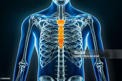 흉골 또는 흉골 및 마누브리움 뼈 엑스레이 인간 골격의 골학 3d 렌더링 그림 해부학 의료 과학 생물학 의료 개념 3차원 형태에 대한 스톡 사진 및 기타 이미지 Istock