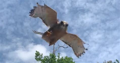 Hawk Attacks Seem More Common Lately Austins Tree Canopy May Have