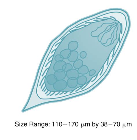 Trematodes Flashcards Quizlet Trematodes Flashcards Quizlet