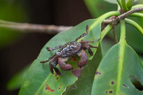 Mangrove Tree Crab 2 Mangrove Tree Crab Weedon Island P Flickr