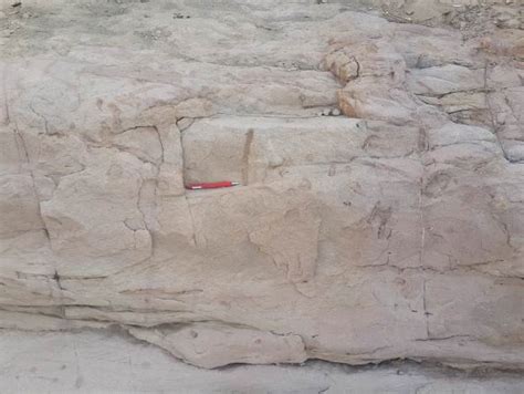 Any Comments About These Trace Fossils Researchgate